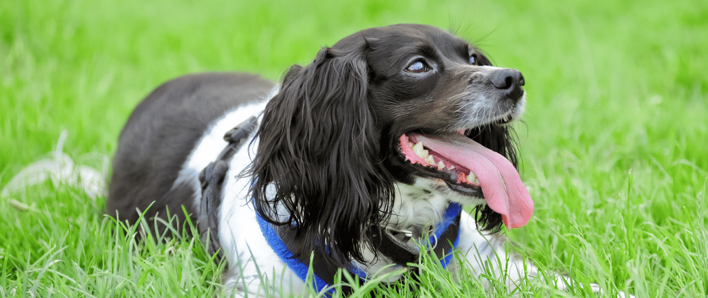 ¿Por qué los perros jadean? - Ganador® México