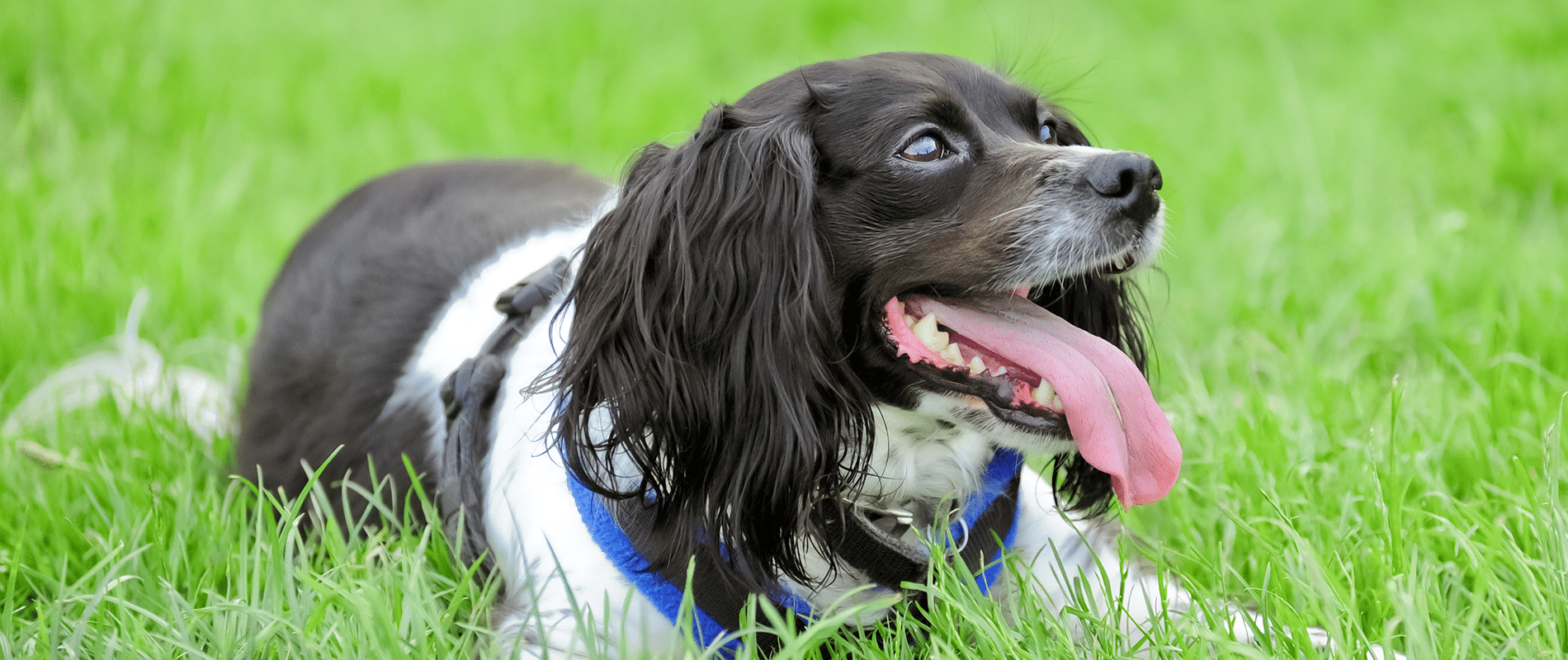 Los Perros Pueden Sudar