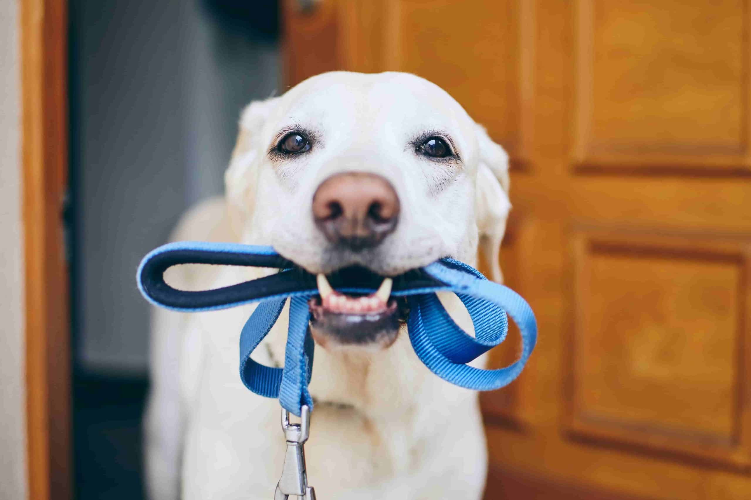 Cuales Son Los Beneficios De Pasear A Tu Perro