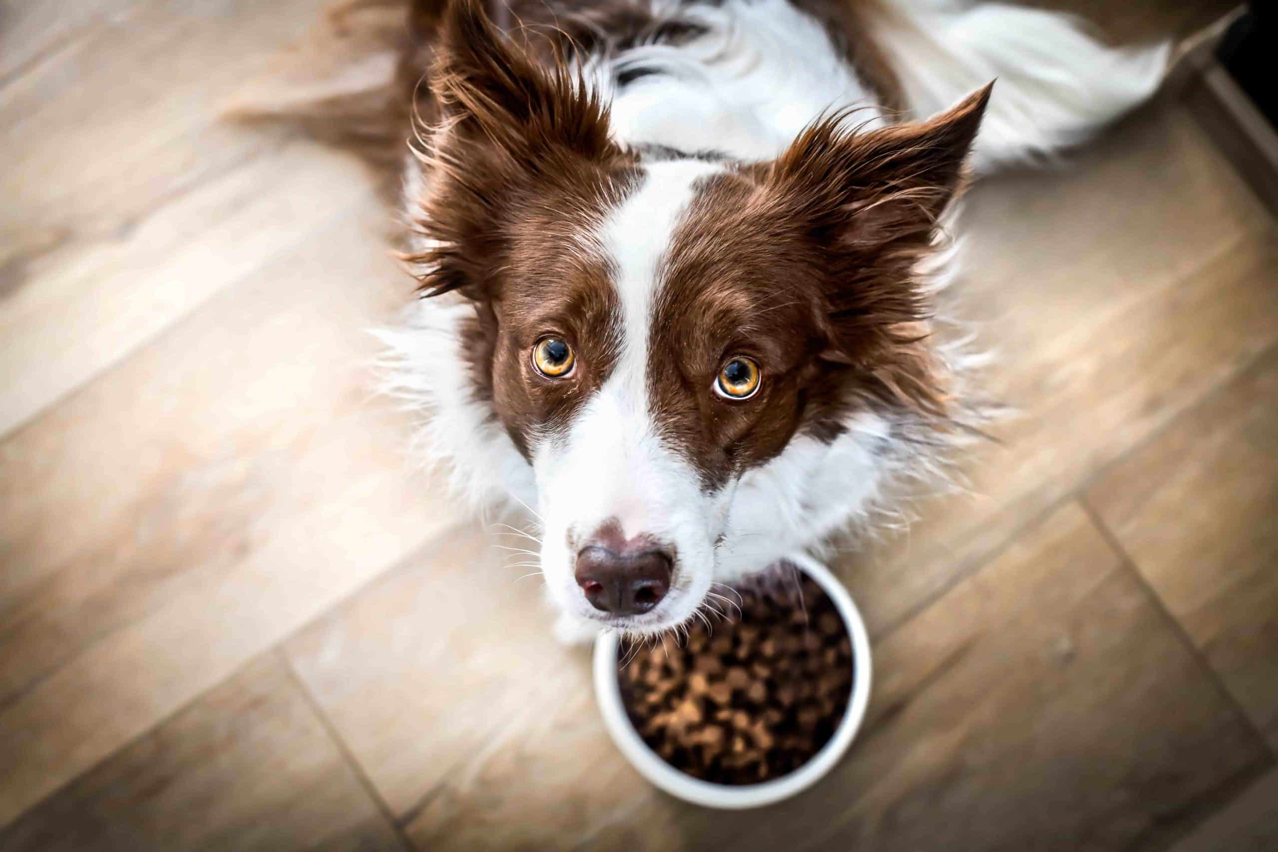 Superfoods para súper perros - Ganador® México